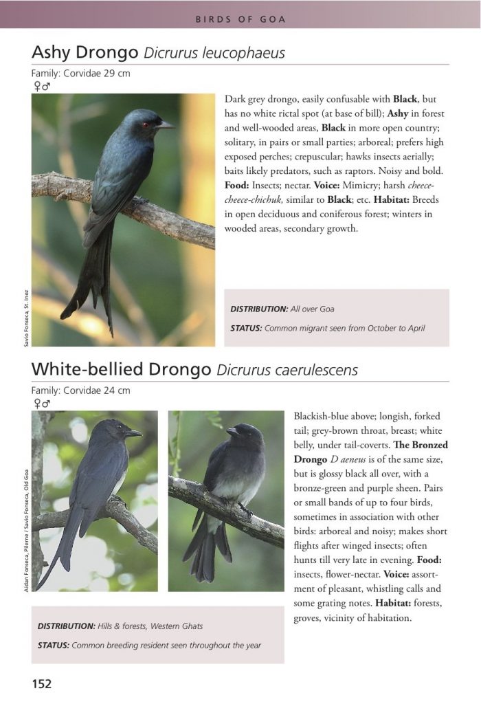 The Photographic Guide to the Birds of Goa - by Bikram Grewal & Savio ...